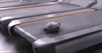 Treadmill GIFs - Get the best gif on GIFER