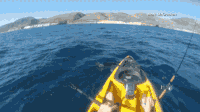 Hammerhead shark GIF - Conseguir el mejor gif en GIFER