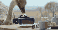 Ostrich GIFs - Get the best gif on GIFER