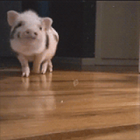 Cerdos GIF - Conseguir el mejor gif en GIFER