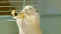 Gerbil GIFs - Get the best gif on GIFER