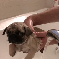 Pug GIFs - Get the best gif on GIFER