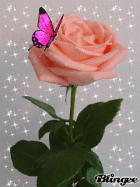 Rosa GIFs - Get the best gif on GIFER