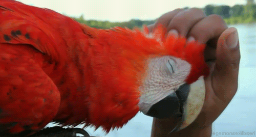 Macawww GIFs - Get the best gif on GIFER