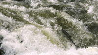 Salmon GIFs - Get the best gif on GIFER
