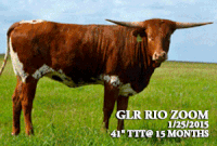 Longhorn GIFs - Get the best gif on GIFER