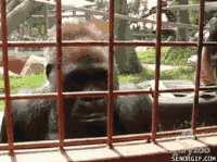 Caterpillar GIFs - Get the best gif on GIFER