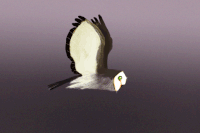 Examples GIFs - Get the best gif on GIFER