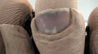 Fungus GIFs - Get the best gif on GIFER