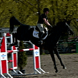 Chestnut GIFs - Get the best gif on GIFER