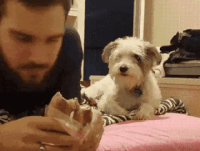 Fluffy dog GIFs - Get the best gif on GIFER