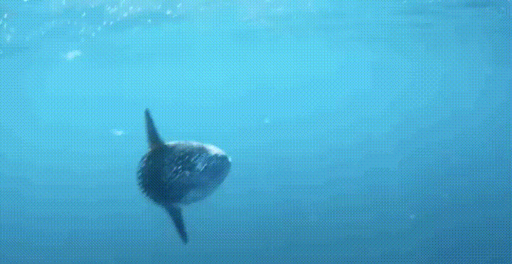 Hoodwinker гифки, анимированные GIF изображения hoodwinker - скачать ...