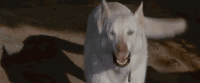 Barking GIFs - Get the best gif on GIFER