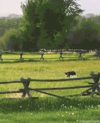 Campo GIFs - Get the best gif on GIFER