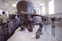 Fossils GIFs - Get the best gif on GIFER
