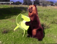 Cool bear GIFs - Get the best gif on GIFER
