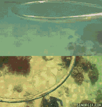 Water rings GIF - Conseguir o melhor gif em GIFER