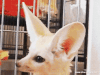 Fennec fox GIFs - Get the best gif on GIFER