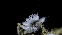 Corail GIFs - Get the best gif on GIFER