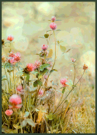 Spring GIFs - Get the best gif on GIFER