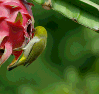 Hummingbirds GIFs - Get the best gif on GIFER