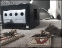 Mousetraps GIFs - Get the best gif on GIFER