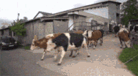 Pasture GIFs - Get the best gif on GIFER