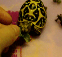Tortuga GIFs - Get the best gif on GIFER