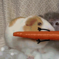 Carrots GIFs - Get the best gif on GIFER