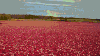 Cranberries GIFs - Get the best gif on GIFER