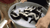 Skunk GIFs - Get the best gif on GIFER