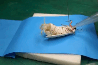 Mites GIFs - Get the best gif on GIFER