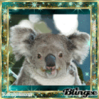 Coala GIFs - Get the best gif on GIFER