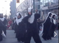 Skunk GIFs - Get the best gif on GIFER
