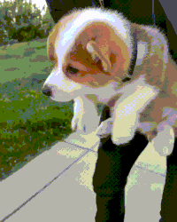 Paddle GIFs - Get the best gif on GIFER
