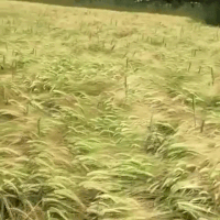 Grass gap GIFs - Get the best gif on GIFER