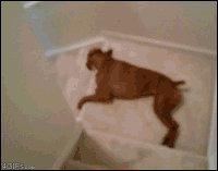 Semesters GIFs - Get the best gif on GIFER