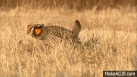 Prairie GIFs - Get the best gif on GIFER