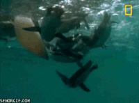 Pinguine GIFs - Get the best gif on GIFER
