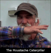 Moustache GIFs - Get the best gif on GIFER