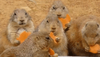 Groundhogs GIFs - Get the best gif on GIFER