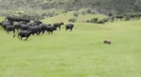 Cattle GIFs - Get the best gif on GIFER