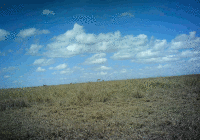 Savanna GIFs - Get the best gif on GIFER