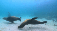 Seal GIFs - Get the best gif on GIFER