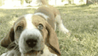 Bark GIFs - Get the best gif on GIFER
