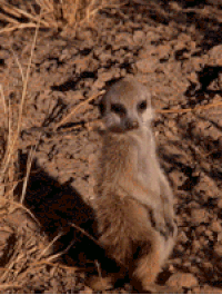 Meerkat GIFs - Get the best gif on GIFER