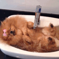 Grooming GIFs - Get the best gif on GIFER