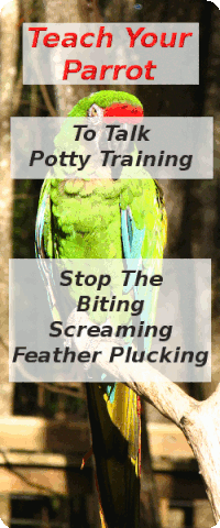 Perroquet GIFs - Obtenez le meilleur gif sur GIFER