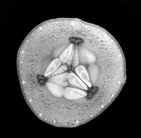 Xray GIFs - Get the best gif on GIFER