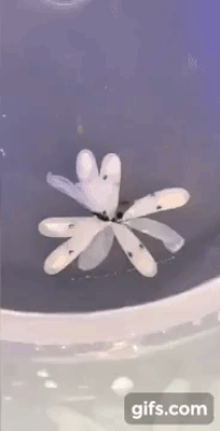 Hatching GIFs - Get the best gif on GIFER